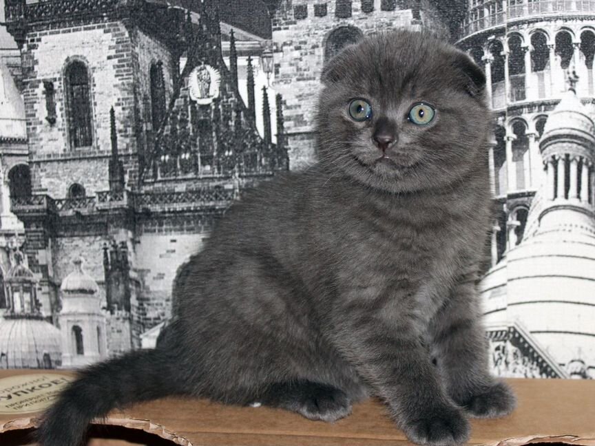 Котята