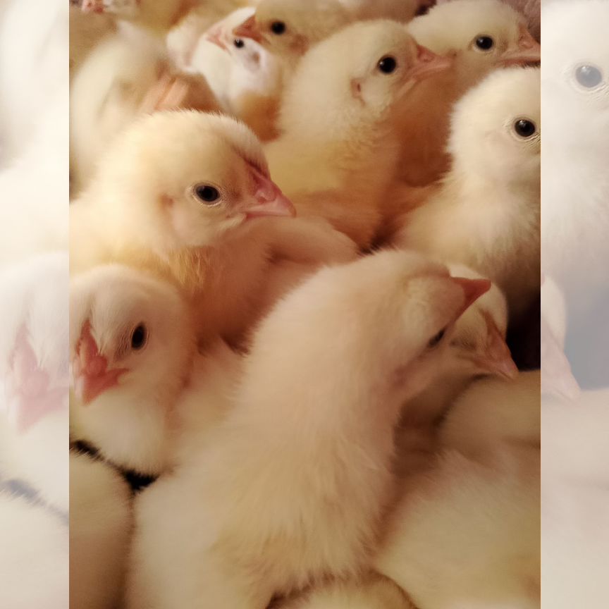 Цыплята бройлеры Росс 308