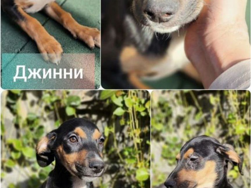 Щенок девочка