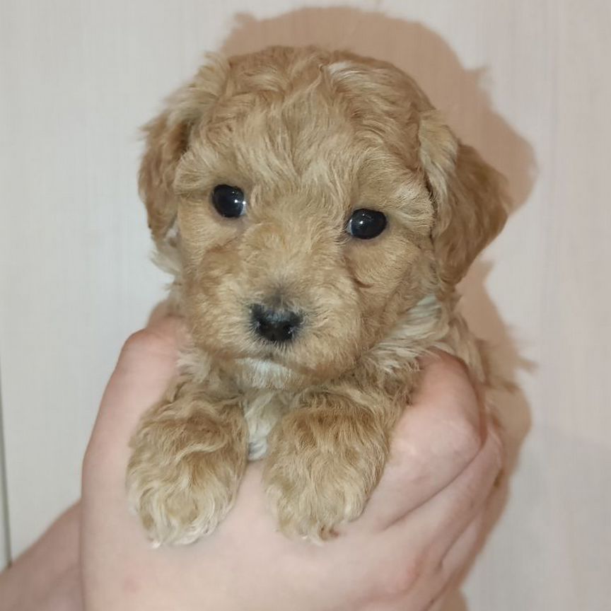 Мальтипу, щенок