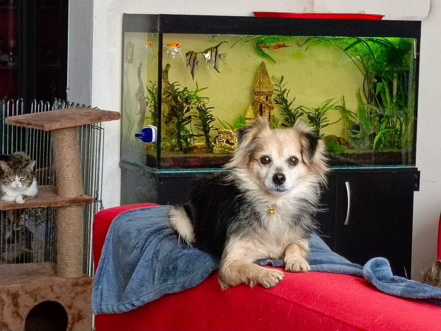 Фифа ищет дом