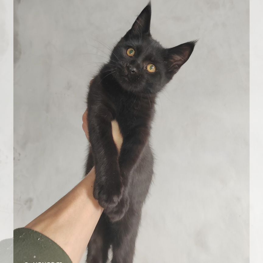 Котята мейн-кун