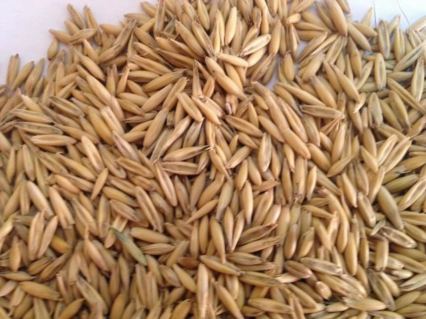 Зерно пшеница ячмень овес дроблёнка