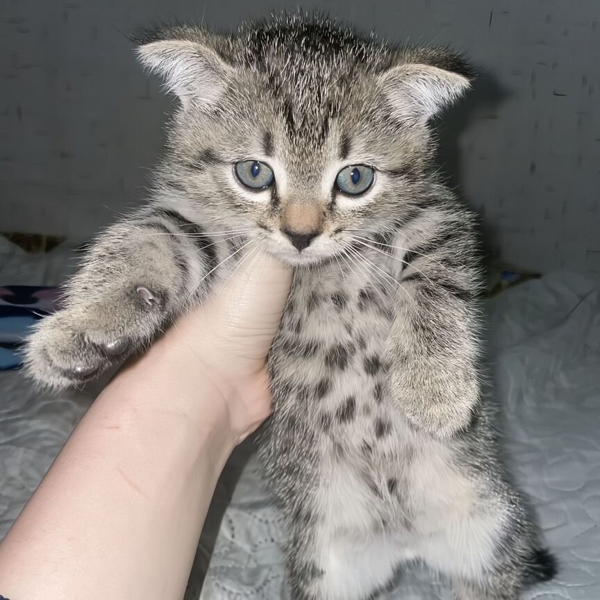 Шотландский вислоухий короткошёрстный котёнок
