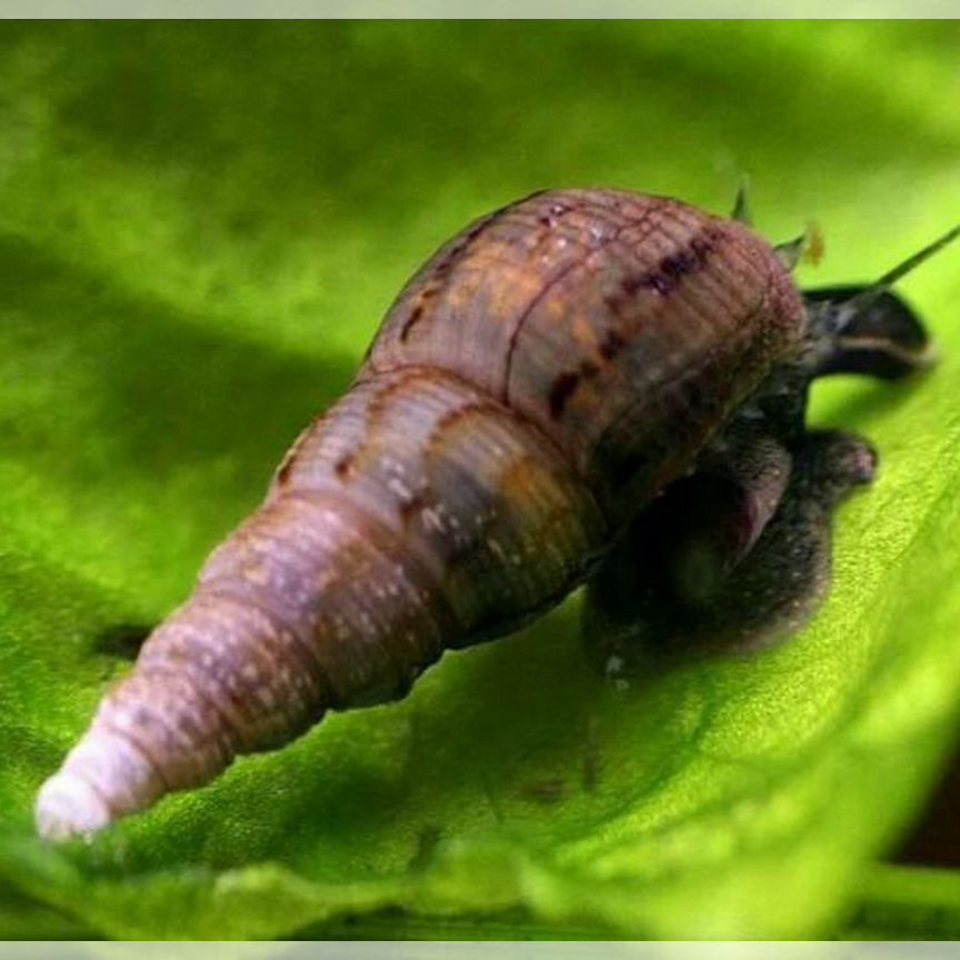 Улитки аквариумные мелании