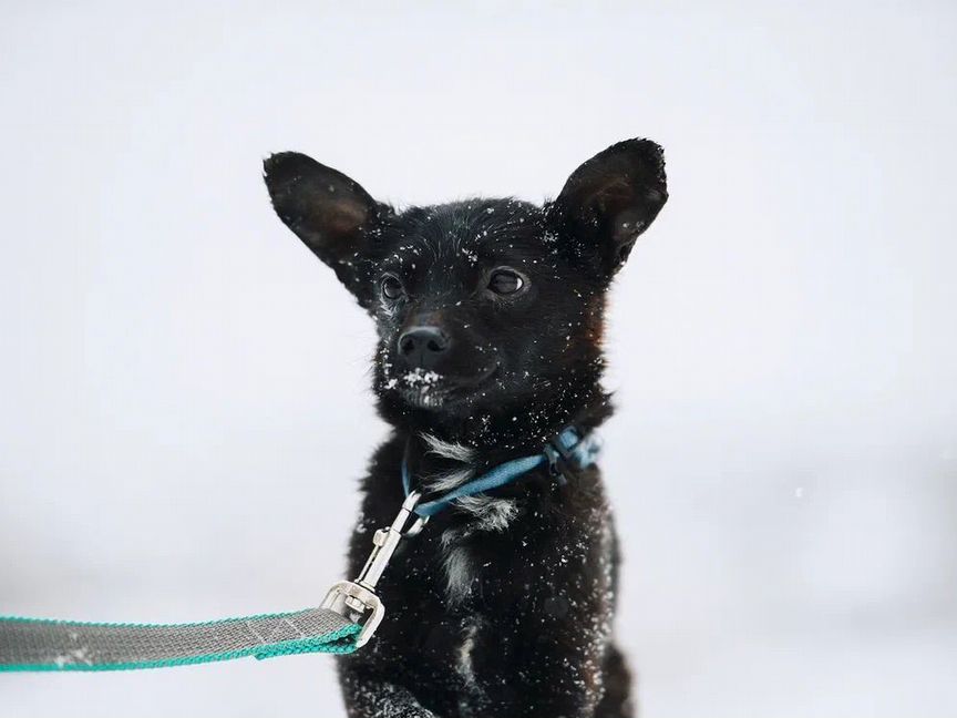 Крошка Лея в добрые руки бесплатно