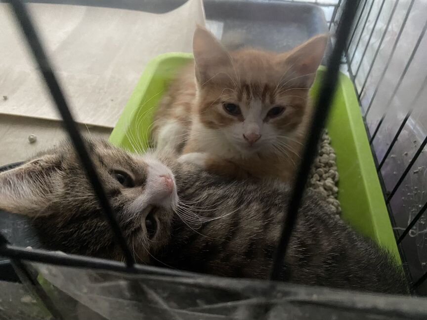 Котята спасённые с улицы