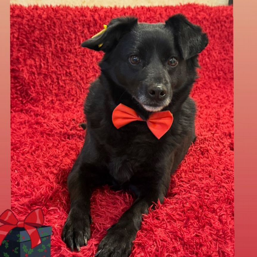 Взрослый пёс в добрые руки