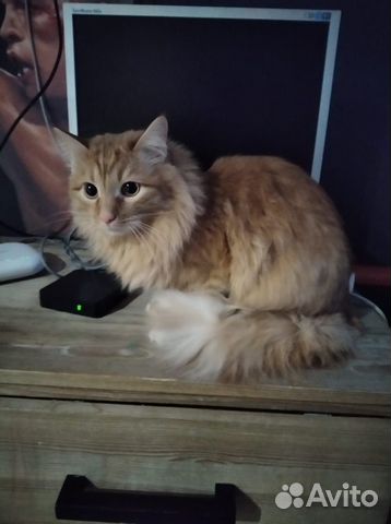 Рыжик ищет дом