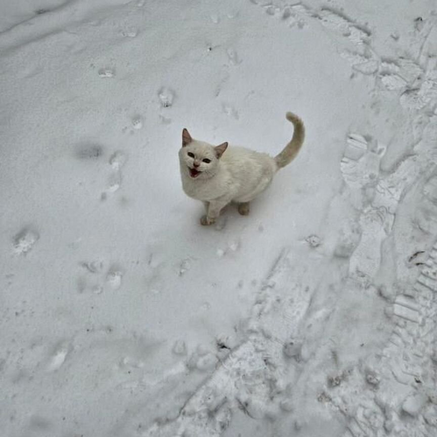 Кошка выживает в гаражах