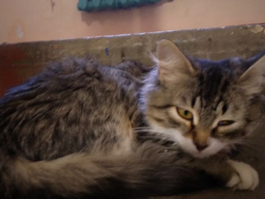 Котики в добрые руки