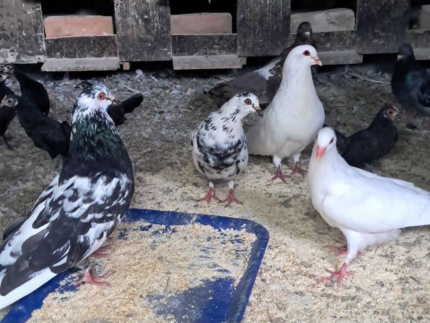 Римские кинги