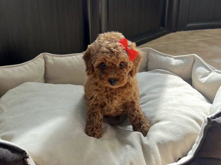 Той-пудель мини девочка РКФ