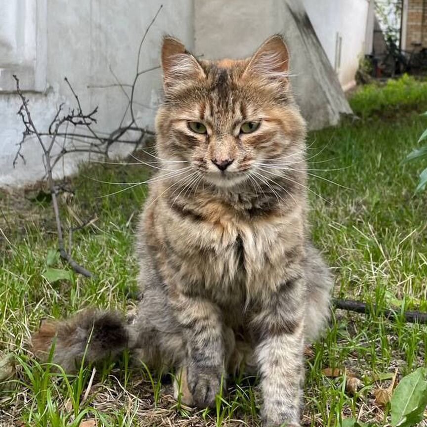 Взрослая, кошка в добрые руки