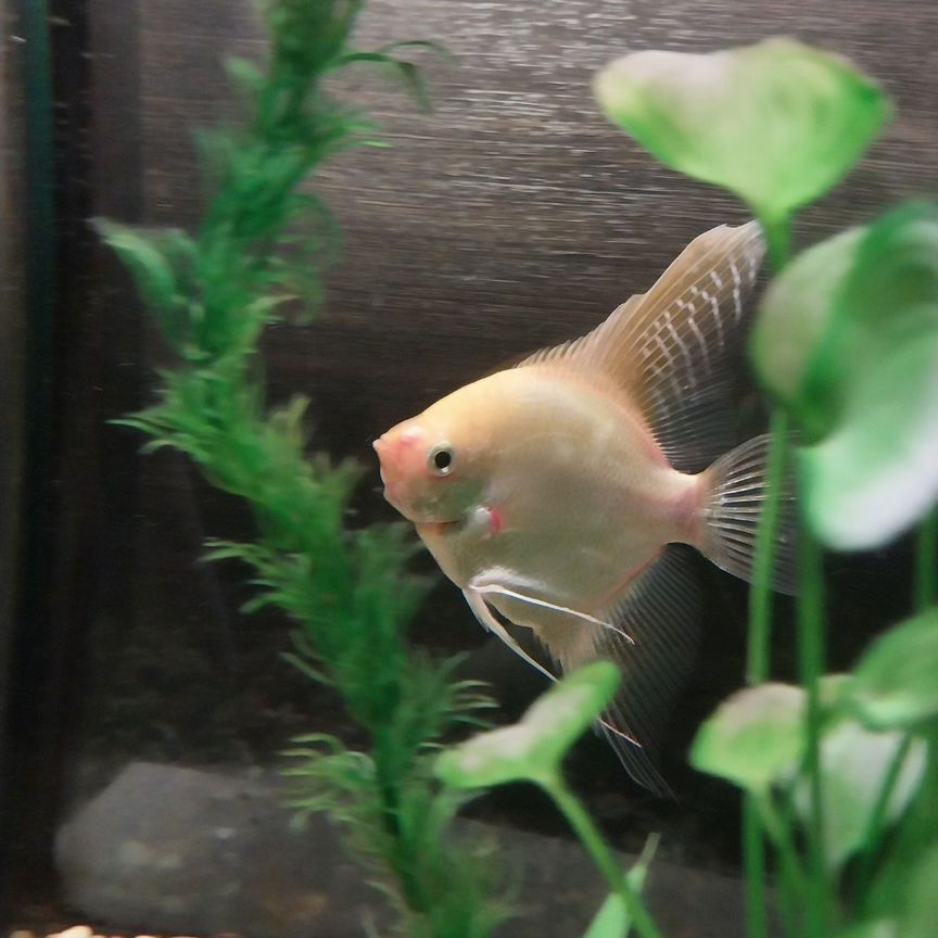 Отдам в добрые руки бесплатно