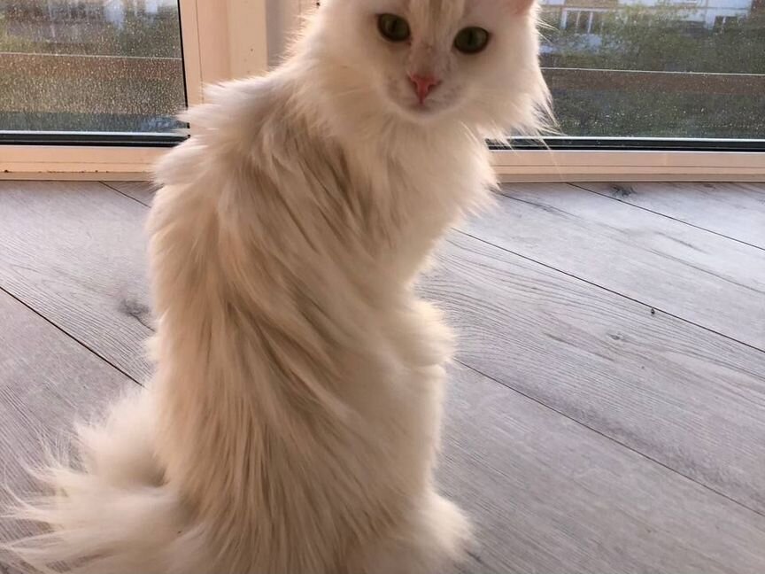 Молодая кошечка Люси