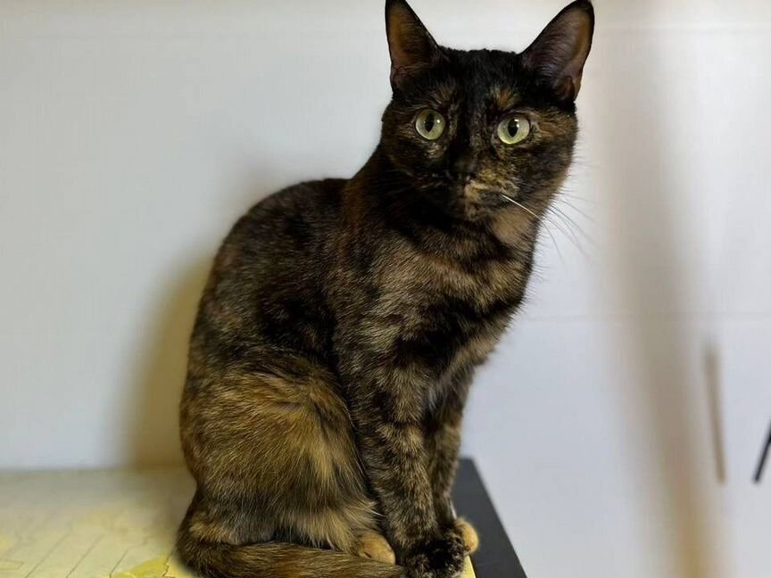 Покладистая Ариша