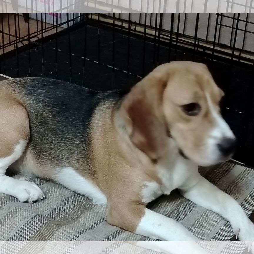 Бигль, щенок