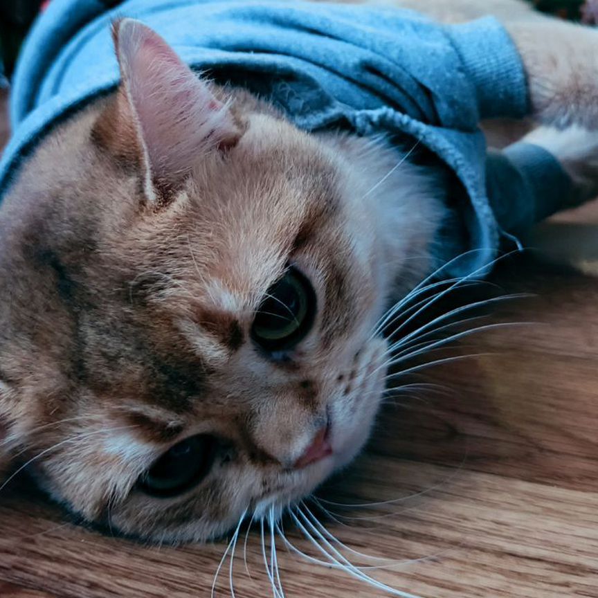 Кот британской шиншиллы