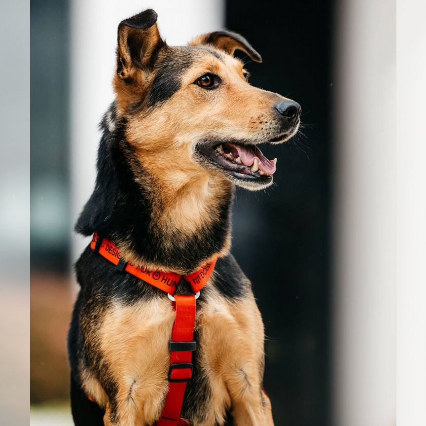 Взрослый пёс в добрые руки