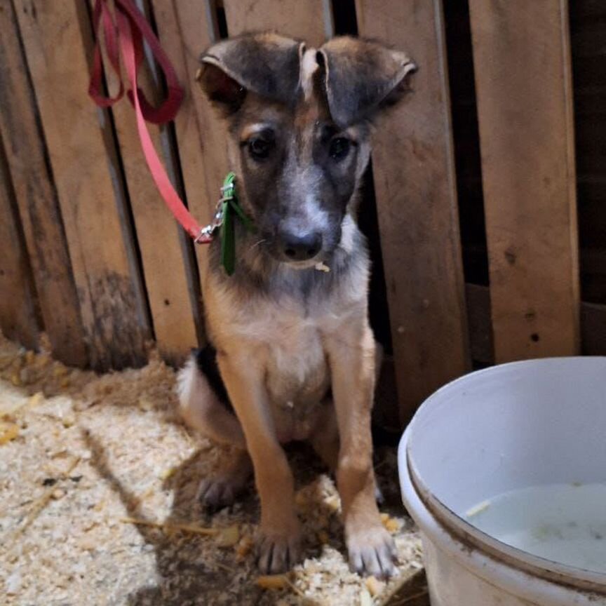 Щенок в добрые руки