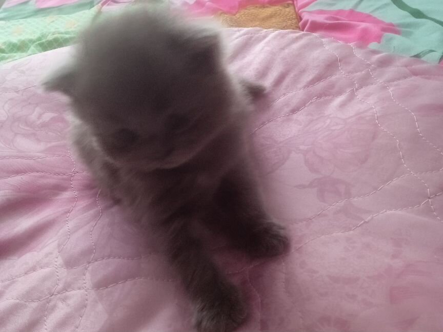 Кошка