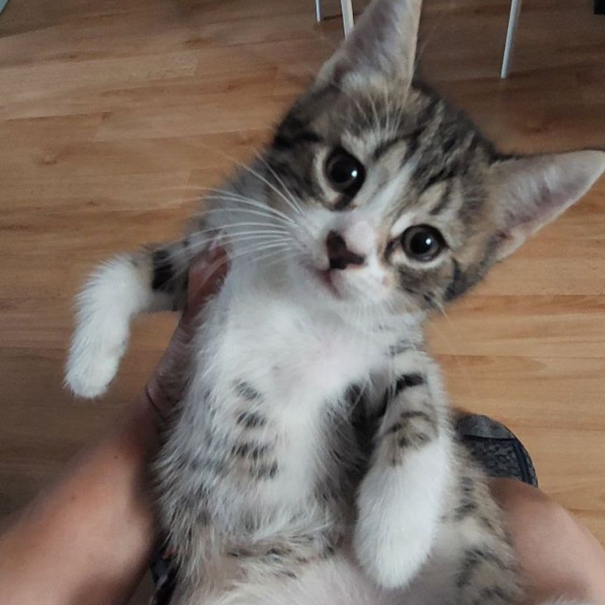 Котята трехмесячные, бесплатно