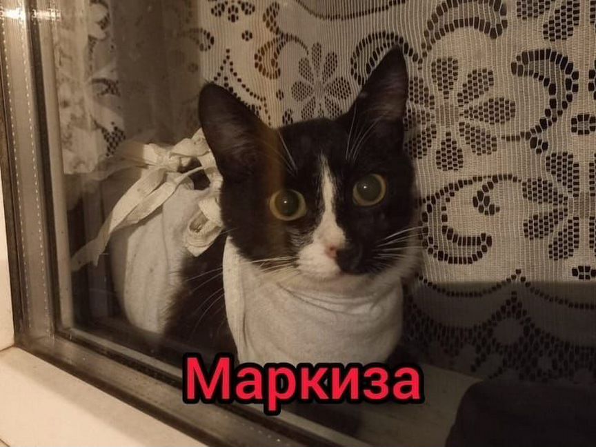 Кошечка миниатюрная