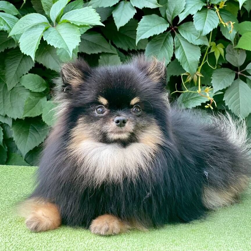 Мачо мини - шпиц