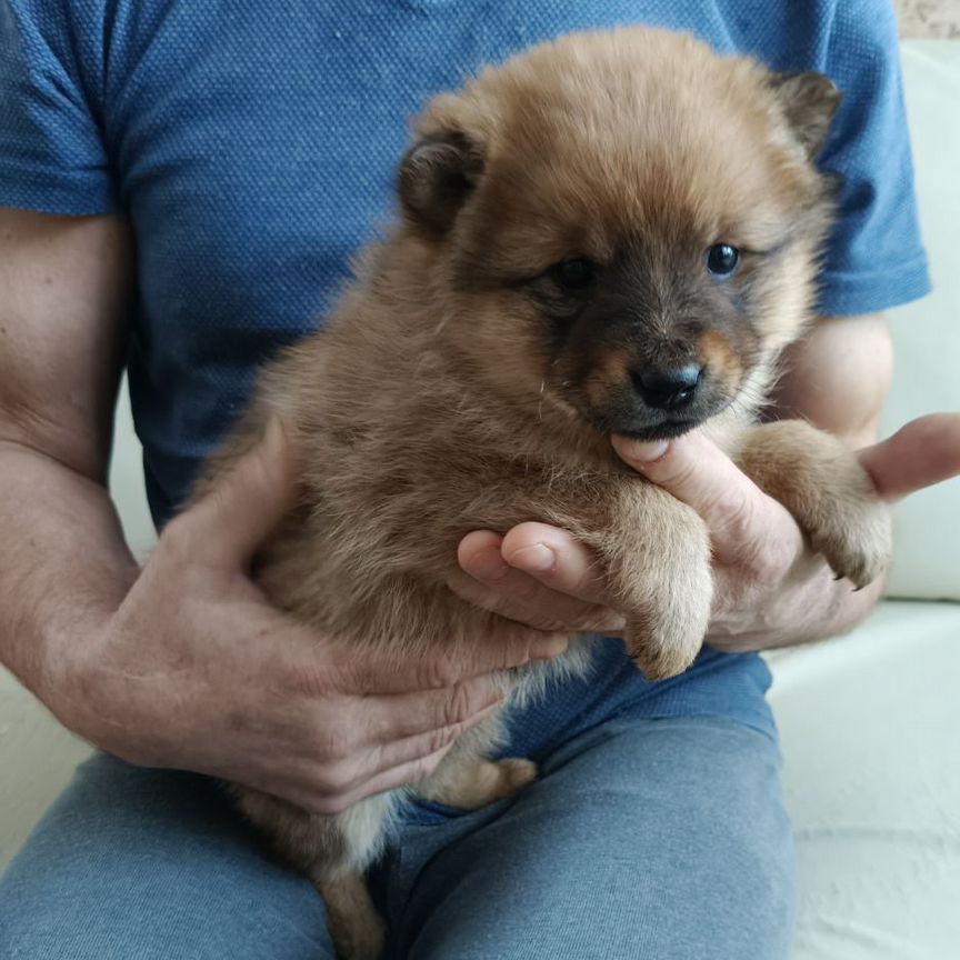 Лайка, щенок