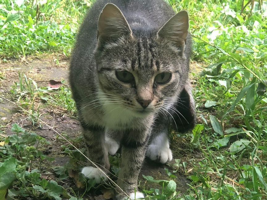 Кошки бесплатно