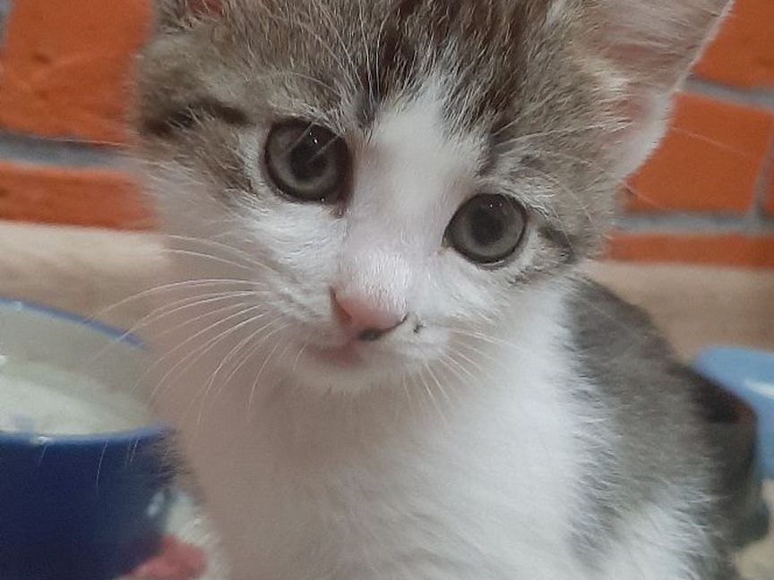 Котенок