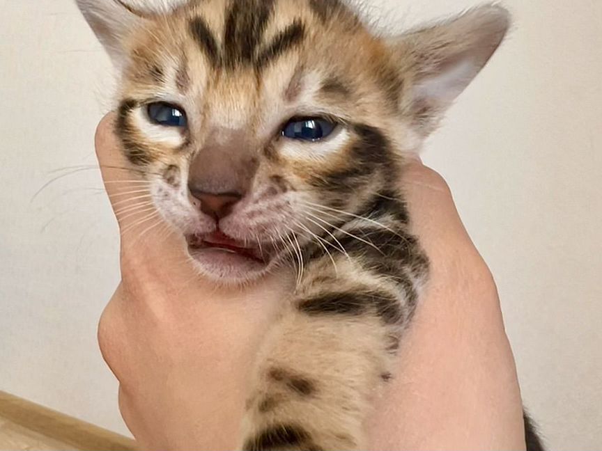 Бенгальские котята