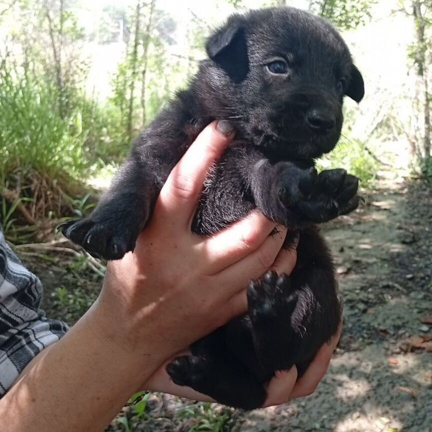 Щенок в добрые руки