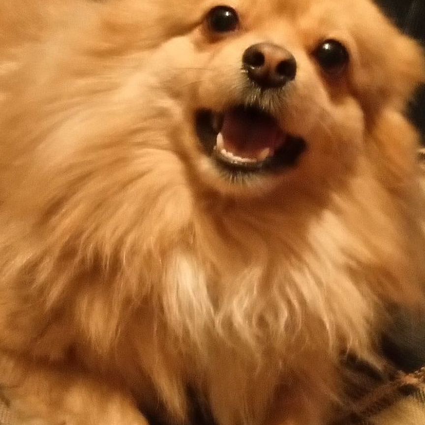 Немецкий шпиц