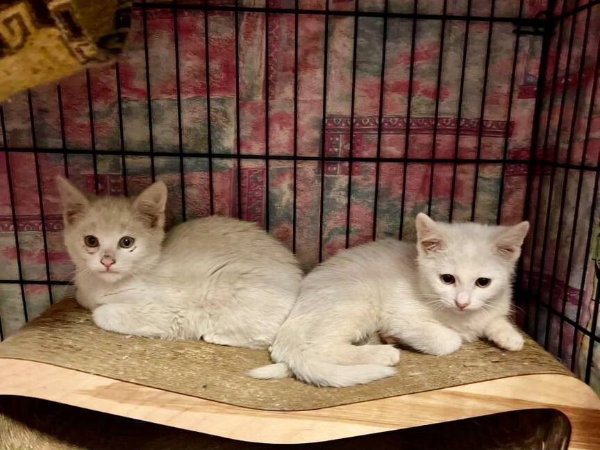 Белоснежные котята в поиске мампап в дар