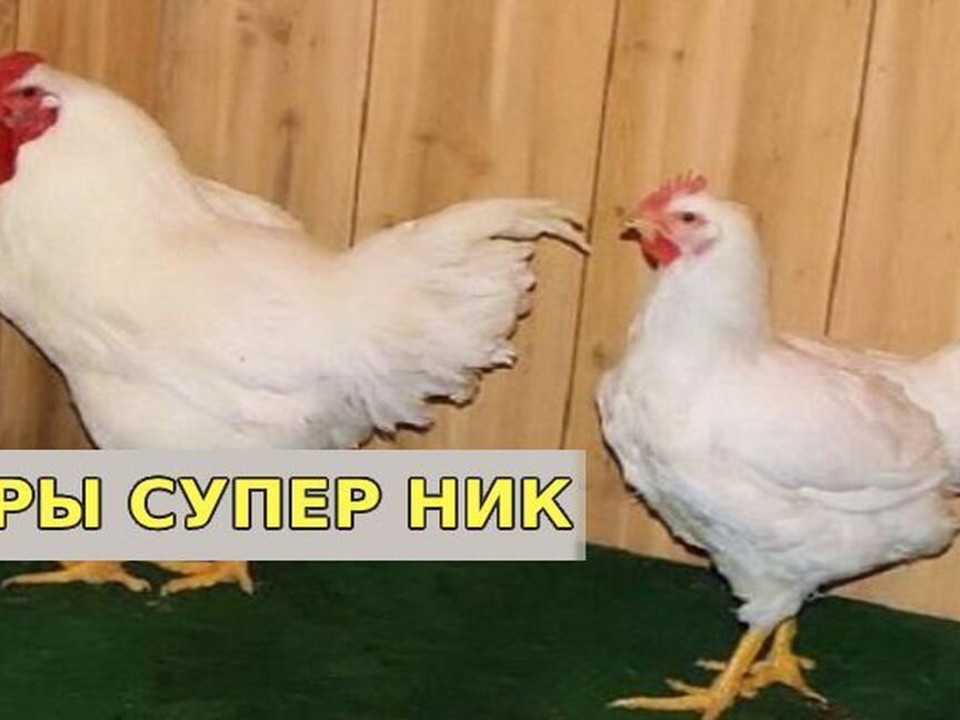 Несушка годовалая. Несушка на лето. Куры несушки
