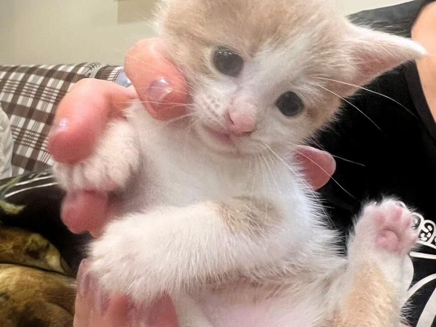 Персиковый котик ищет любящих родителей