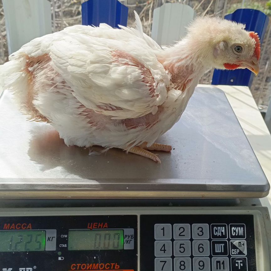 Бройлер росс 308