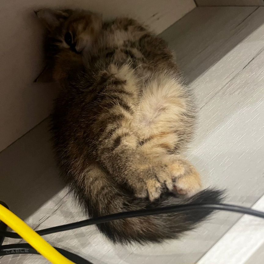 Котёнок в добрые руки