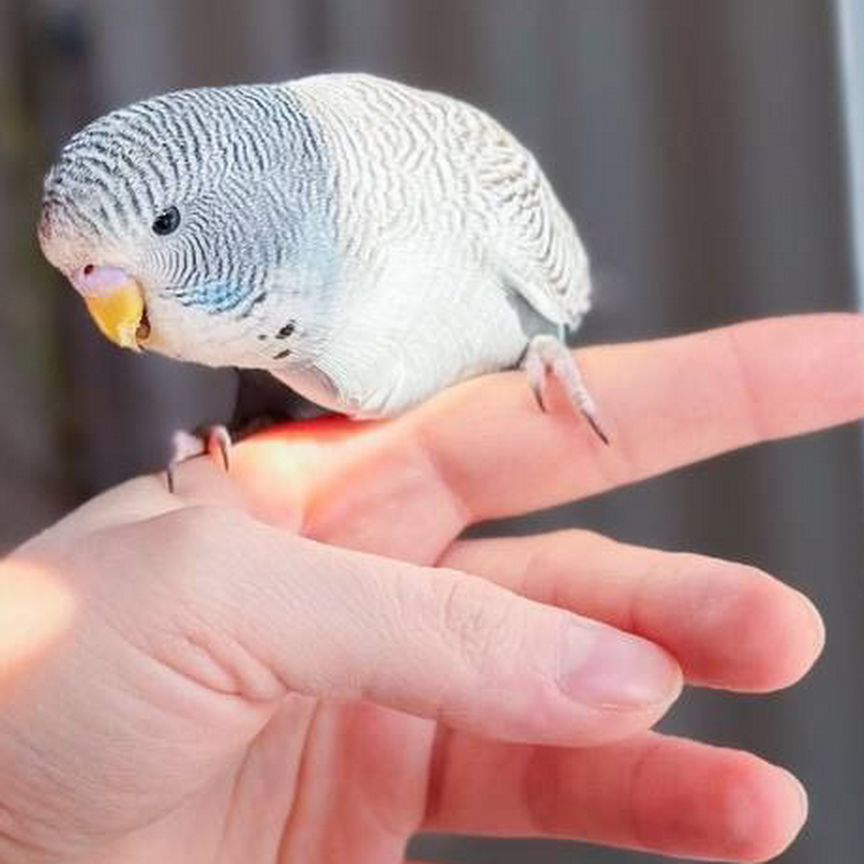 Попугай Волнистый и Чехи 45 дней