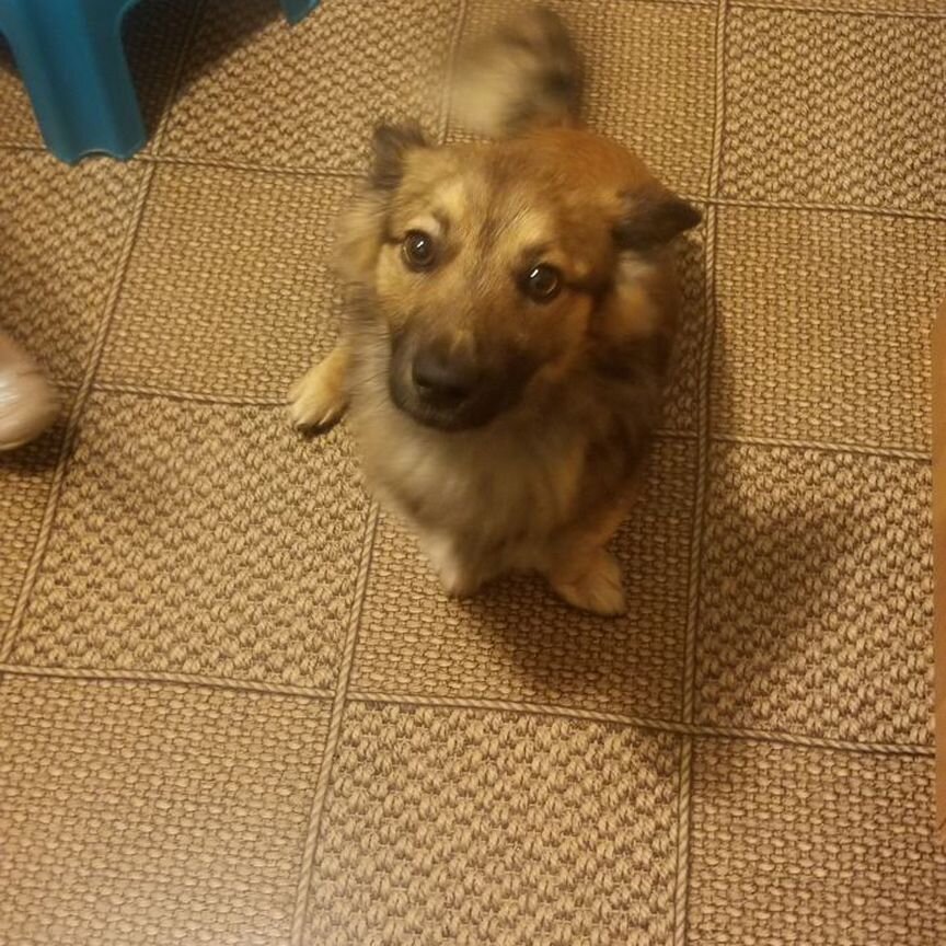 Отдам в добрые руки