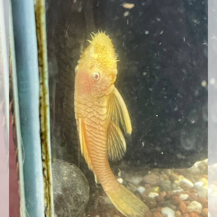 Продажа взрослых сомиков