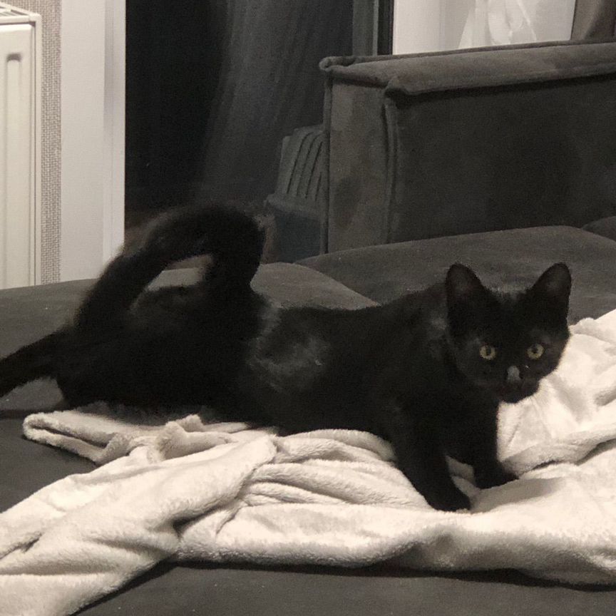 Кошка и котенок в добрые руки