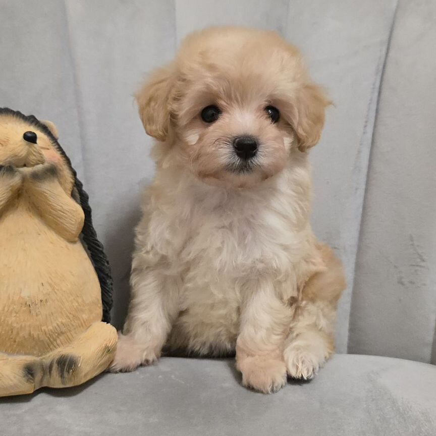 Мальтипу, щенок