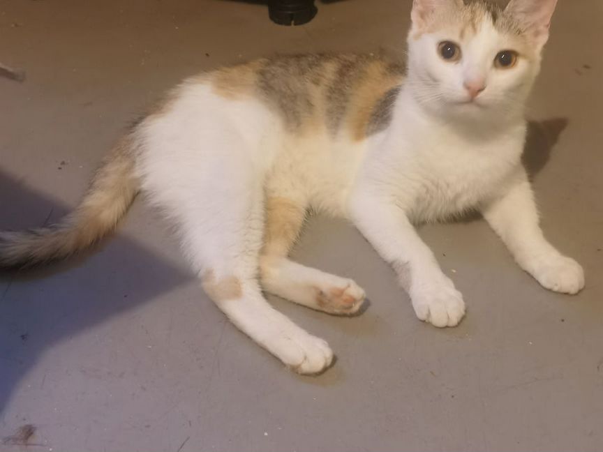 Кошка Мышка