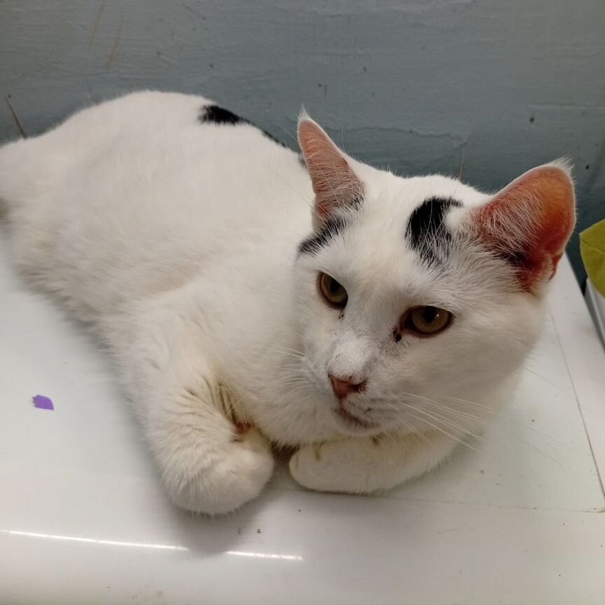 Взрослый кот в добрые руки