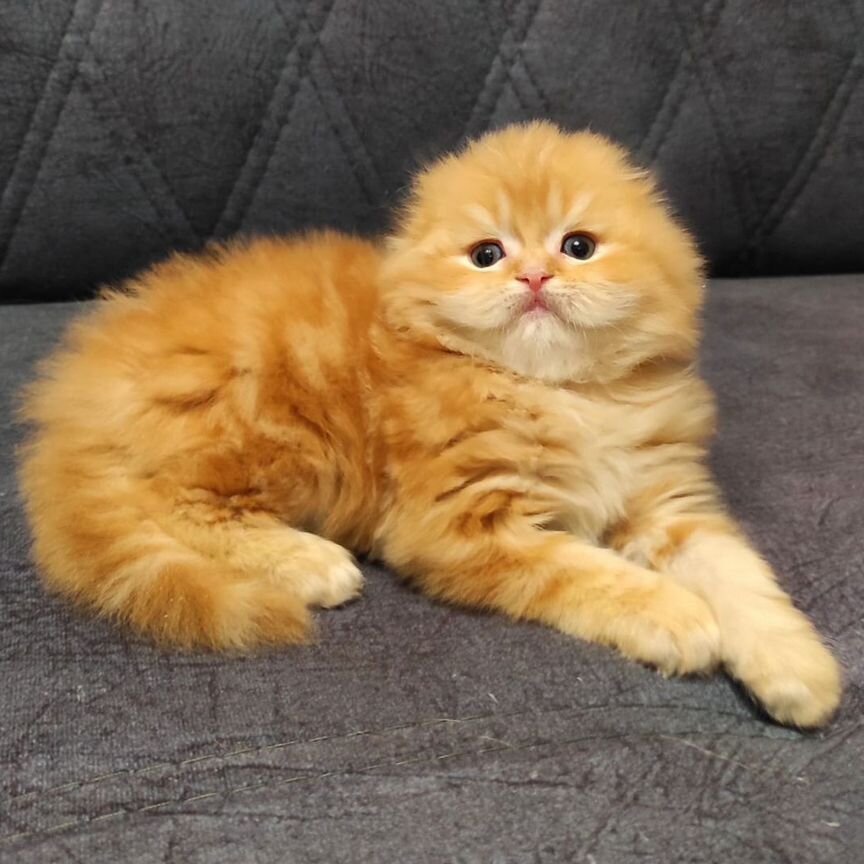 Шотландская кошечка пампушка