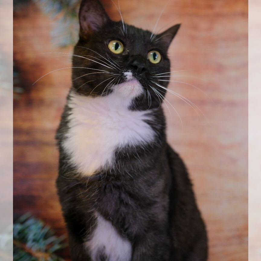 Европейская короткошёрстная кошка, взрослая