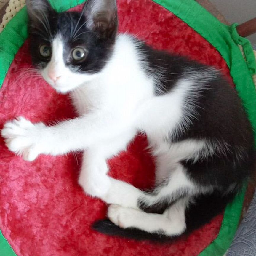 Антошка, котенок в дар